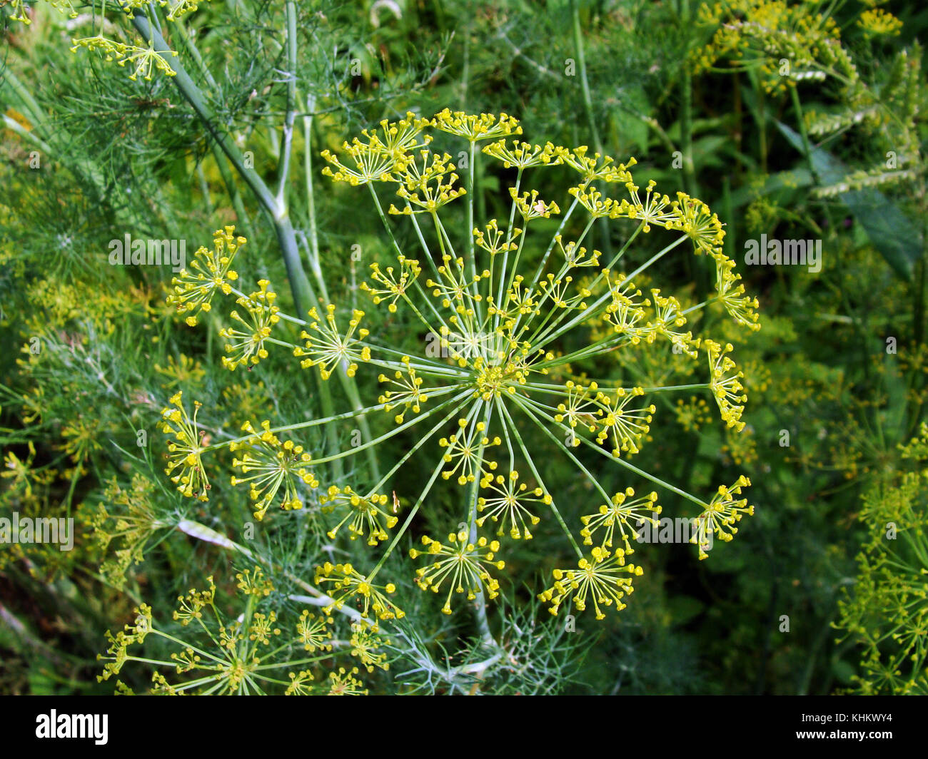Fennel in bunch hi-res stock photography and images - Alamy