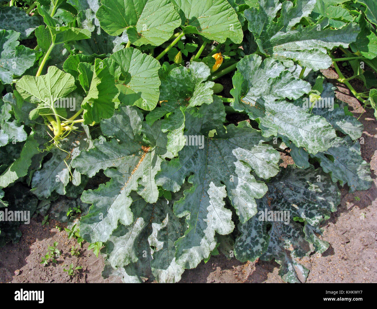 Vegetable disease mildew as thin whitish coating on pumpkin leaves in ...