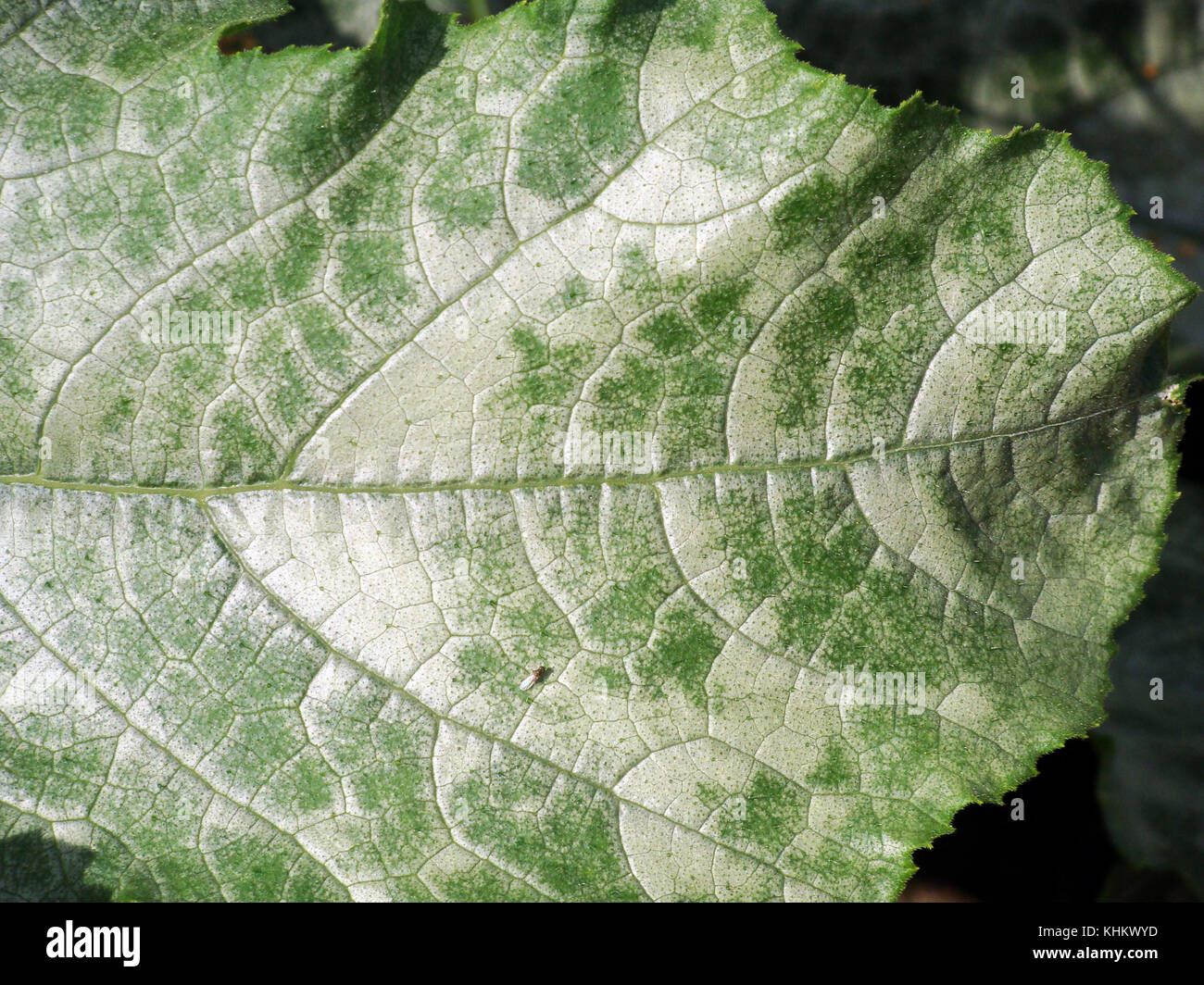 Vegetable disease mildew as thin whitish coating on pumpkin leaf close ...