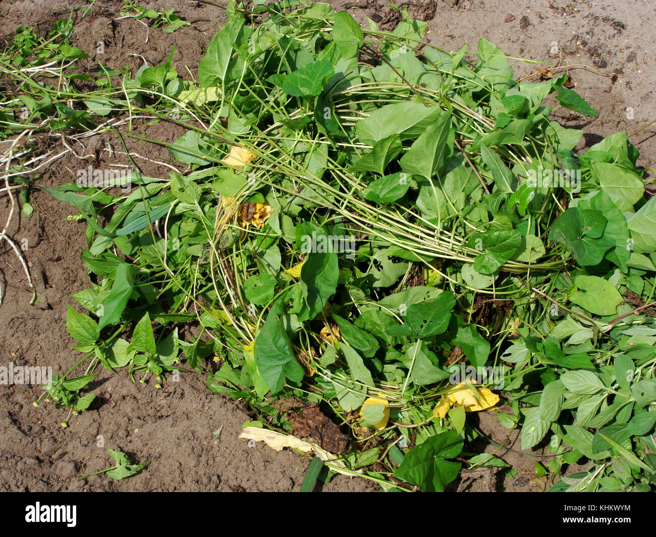 Common weeds in potato fields on furrow after harvesting Stock Photo ...