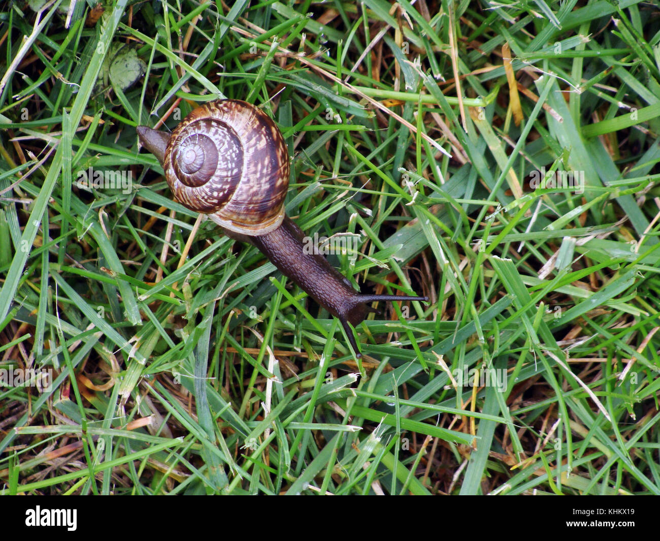 Small garden snail hi-res stock photography and images - Alamy