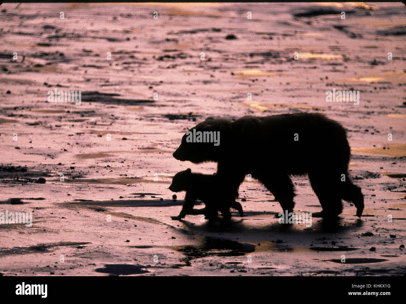 Grizzly bear and cub, McNeil River State Game Sanctuary, Alaska Stock ...