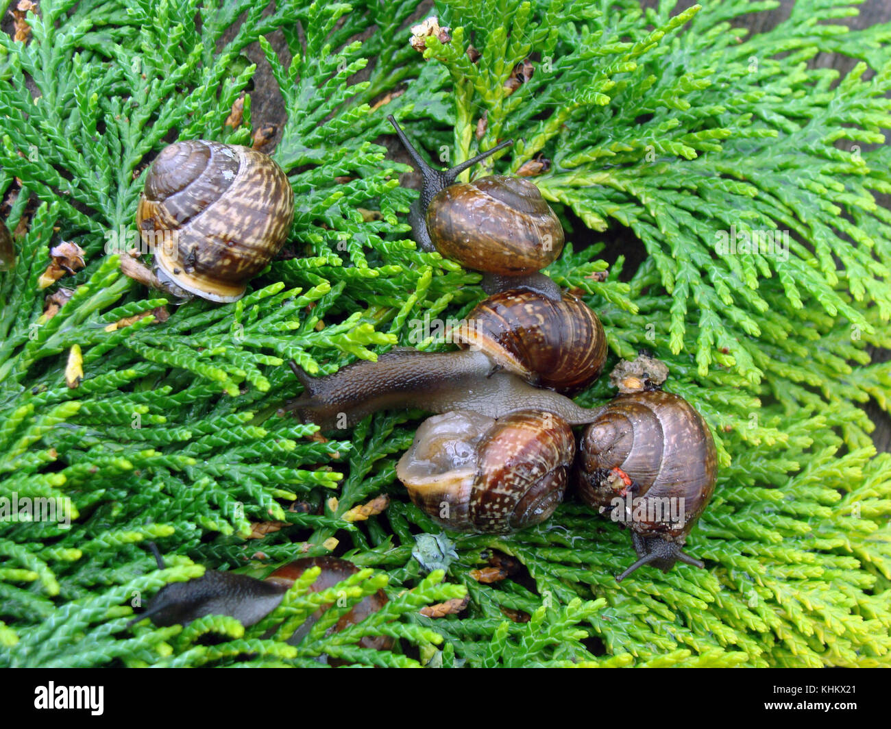 Some small garden snails on green thuja or cypress leaves close up ...