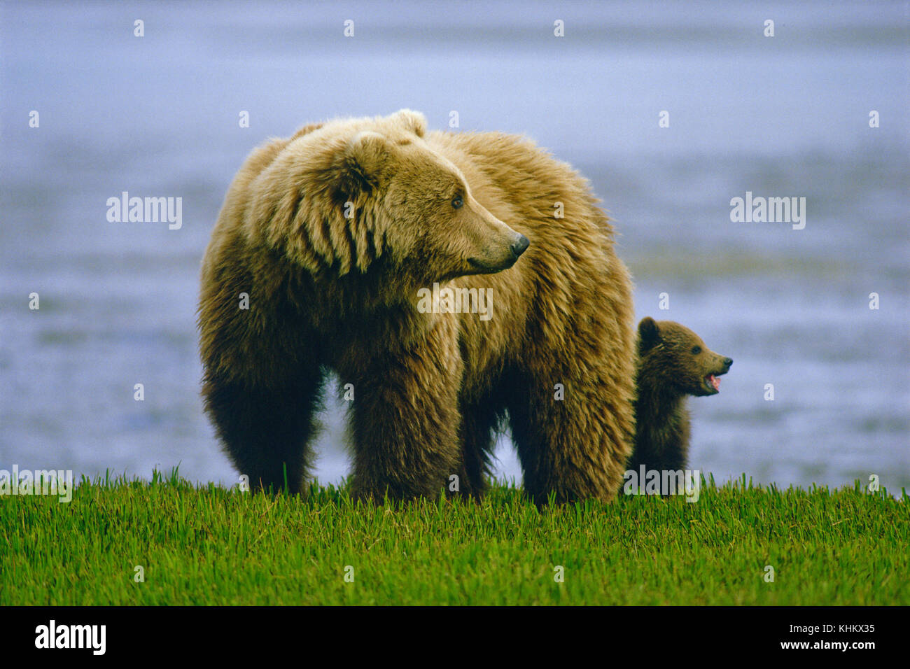 Grizzly bear and cub, McNeil River State Game Sanctuary, Alaska Stock ...