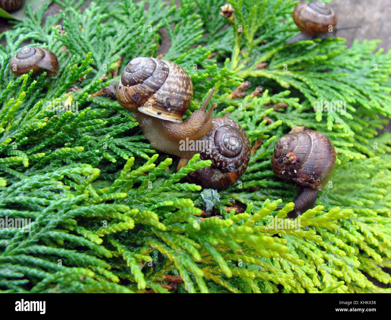 Some small garden snails on green thuja or cypress leaves close up ...