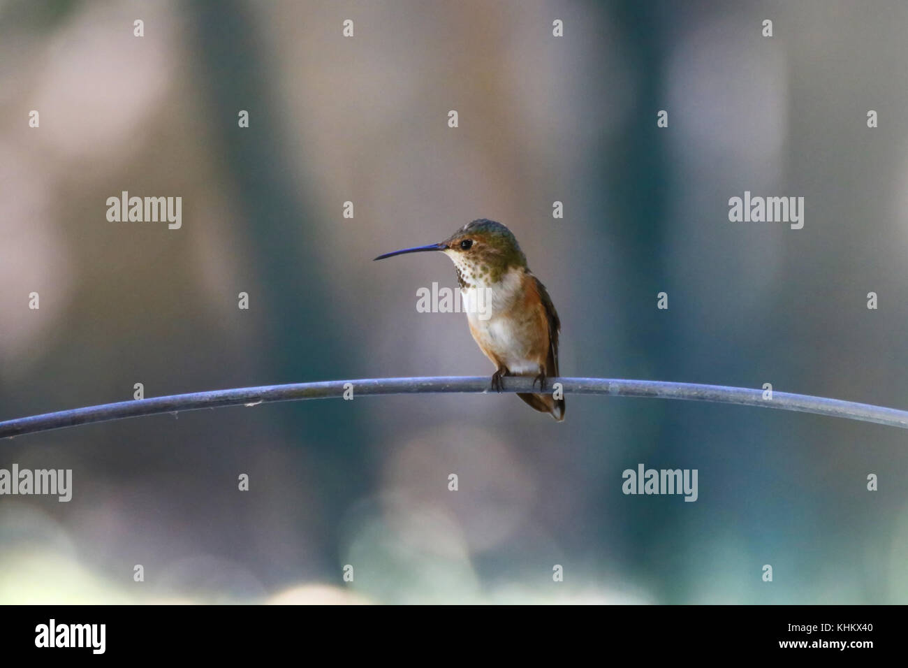 Single Hummingbird Sits on Arched Wire Stock Photo - Alamy