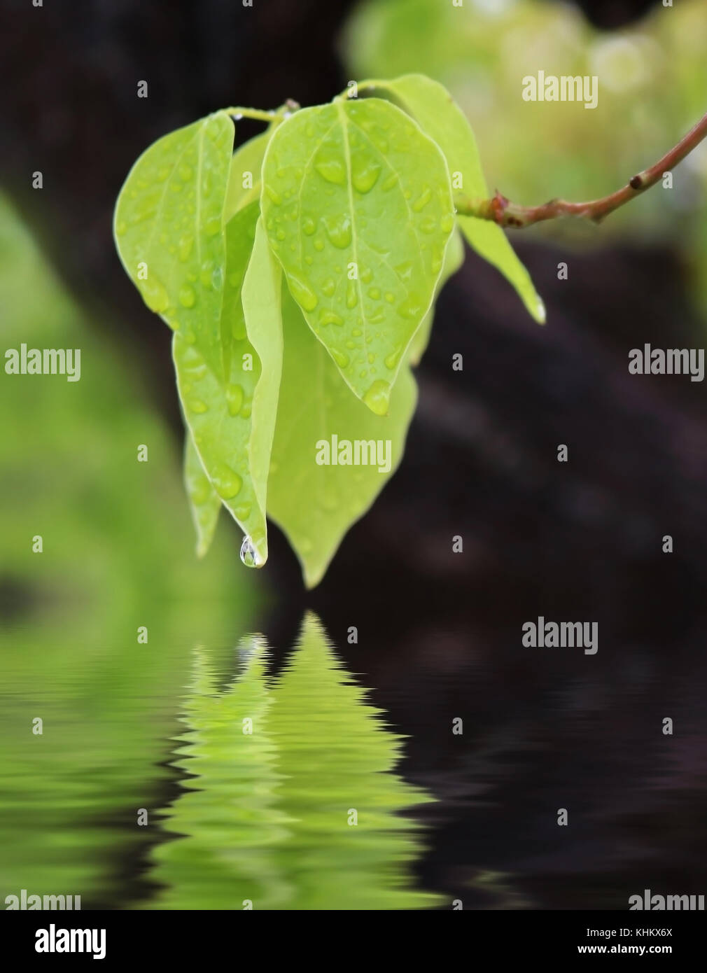Wet Leaves with Water Drop Reflection in Puddle Stock Photo - Alamy