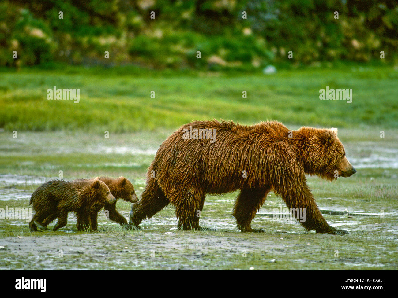 Grizzly bear and 6 month old cubs, McNeil River State Game Sanctuary ...