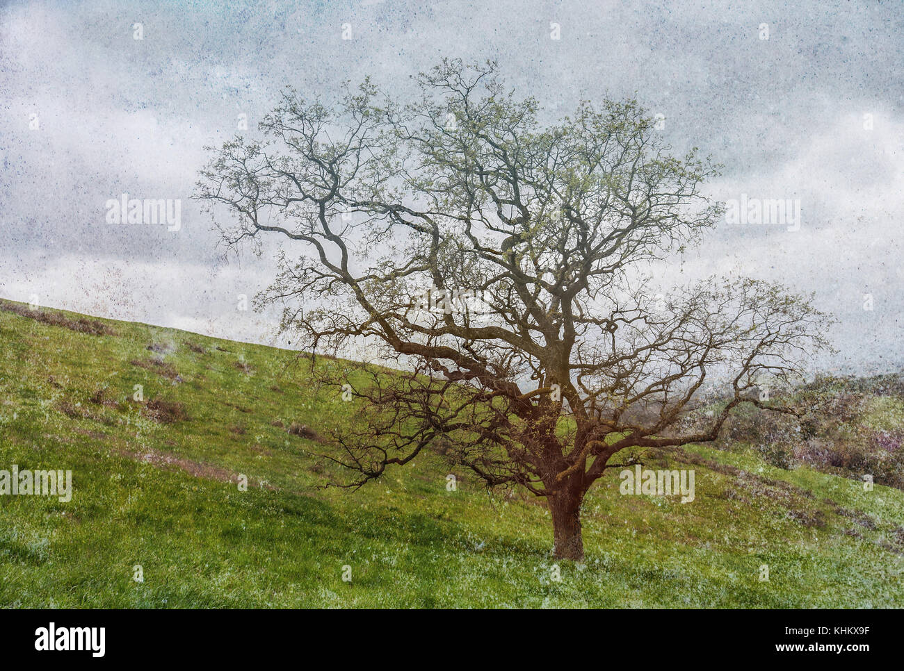Lone oak tree on hill hi-res stock photography and images - Alamy