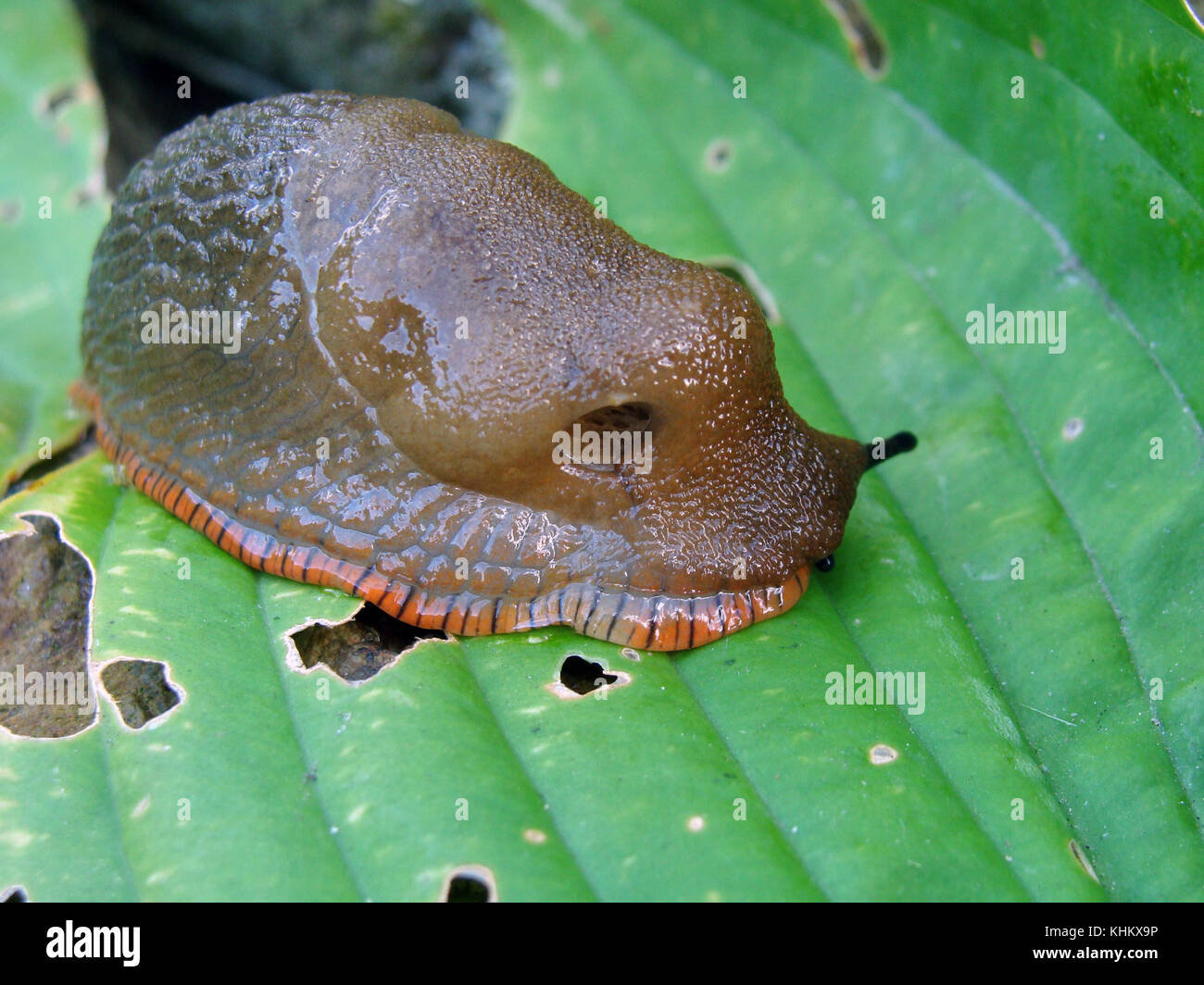 Shell-less air-breathing terrestrial gastropod mollusc land slug on ...