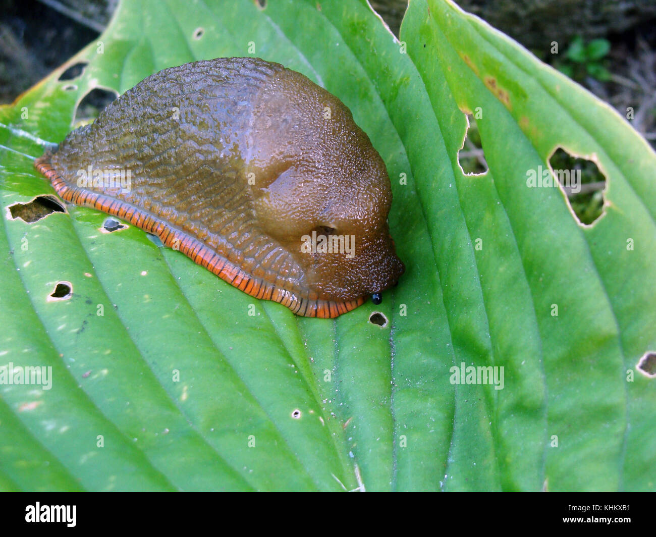 Land gastropod hi-res stock photography and images - Alamy