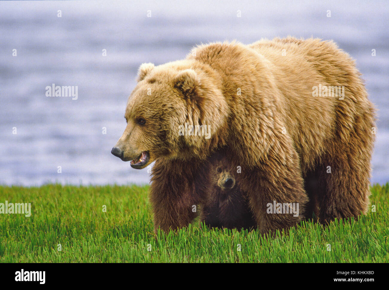 Grizzly bear and cub, McNeil River State Game Sanctuary, Alaska Stock ...