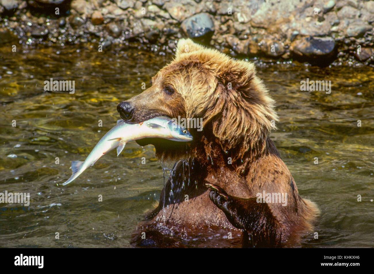 Mcneil river hi-res stock photography and images - Alamy