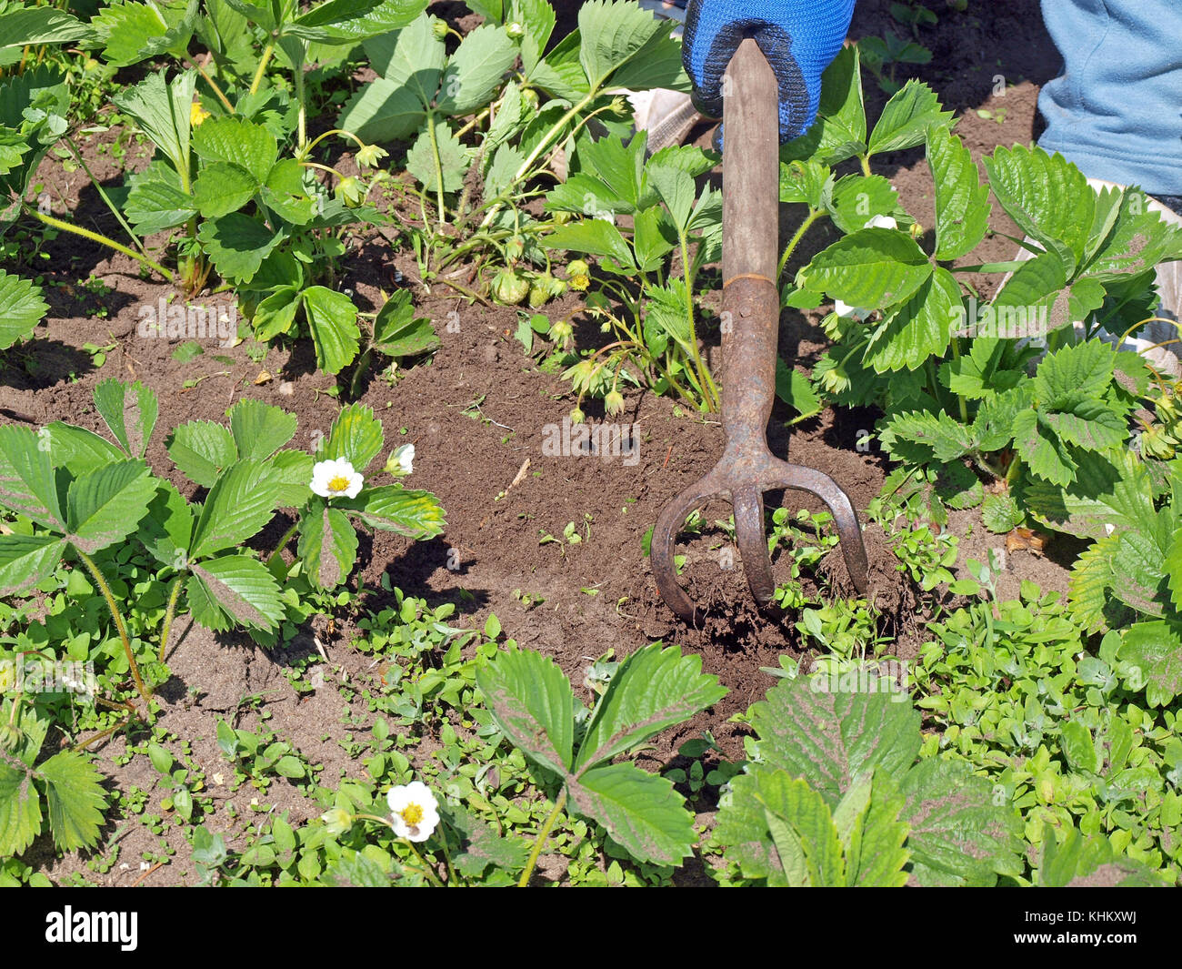 Gardener hand in blue glove weeding strawberries with garden fork or ...