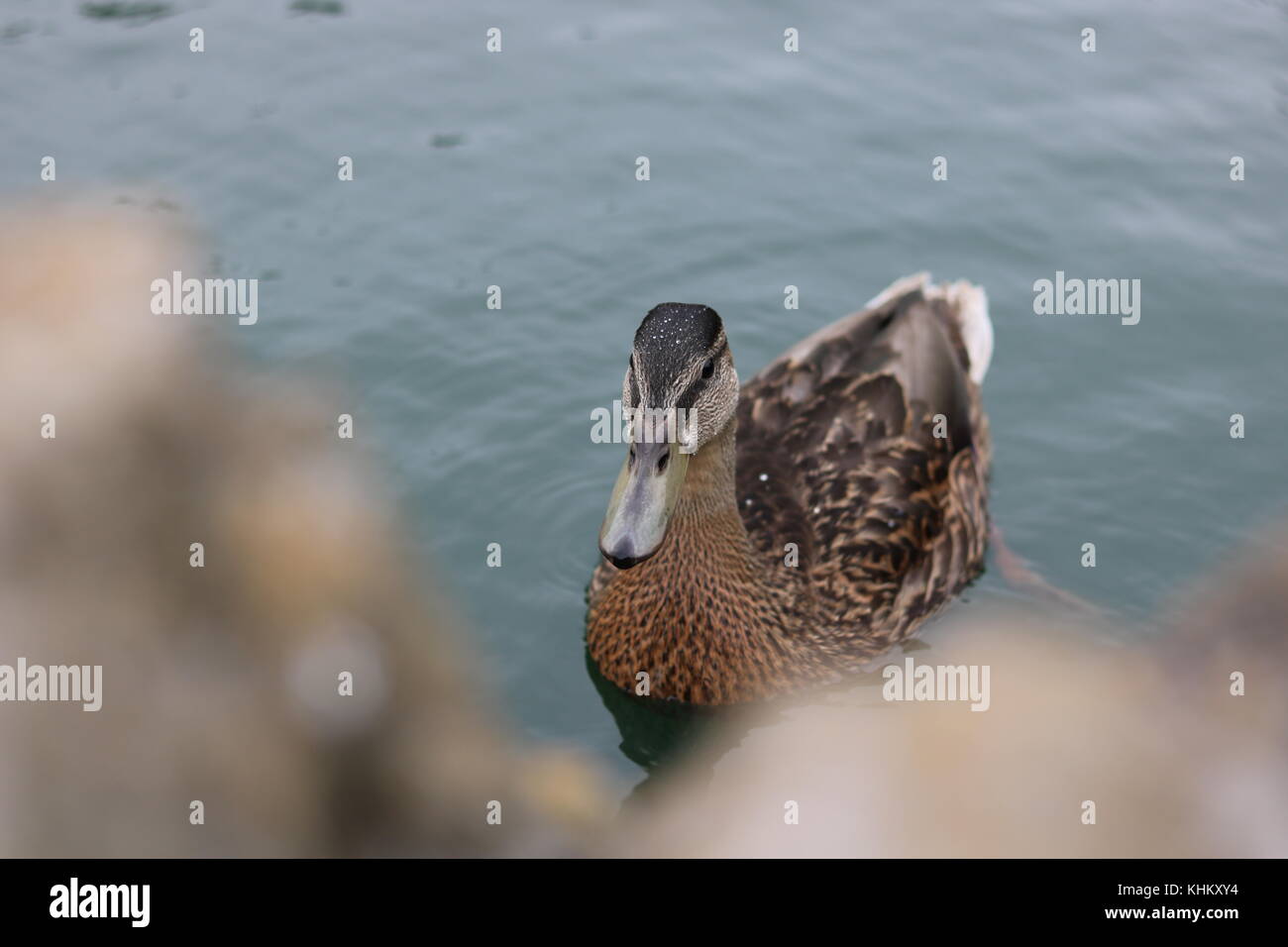 A duck looking for food Stock Photo - Alamy