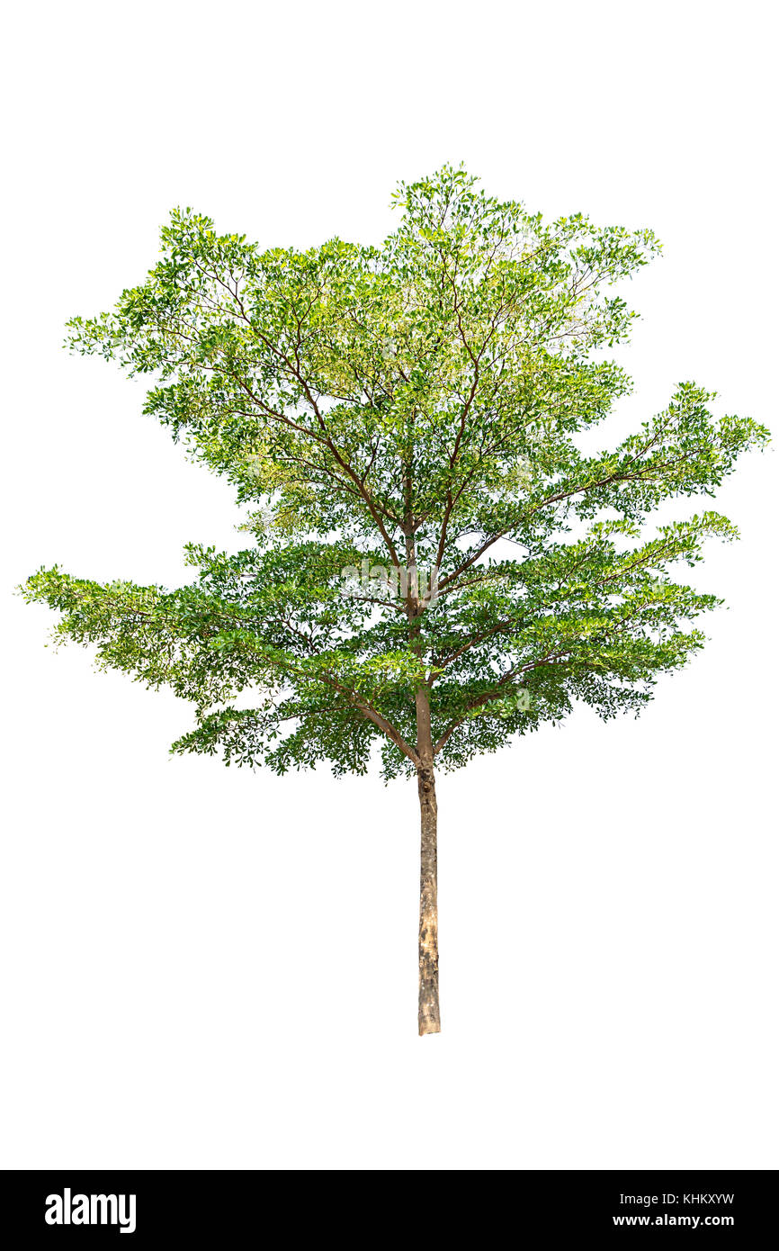 A big tree isolated on white background Stock Photo - Alamy