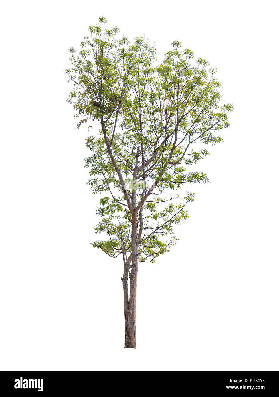 A big tree isolated on white background Stock Photo - Alamy
