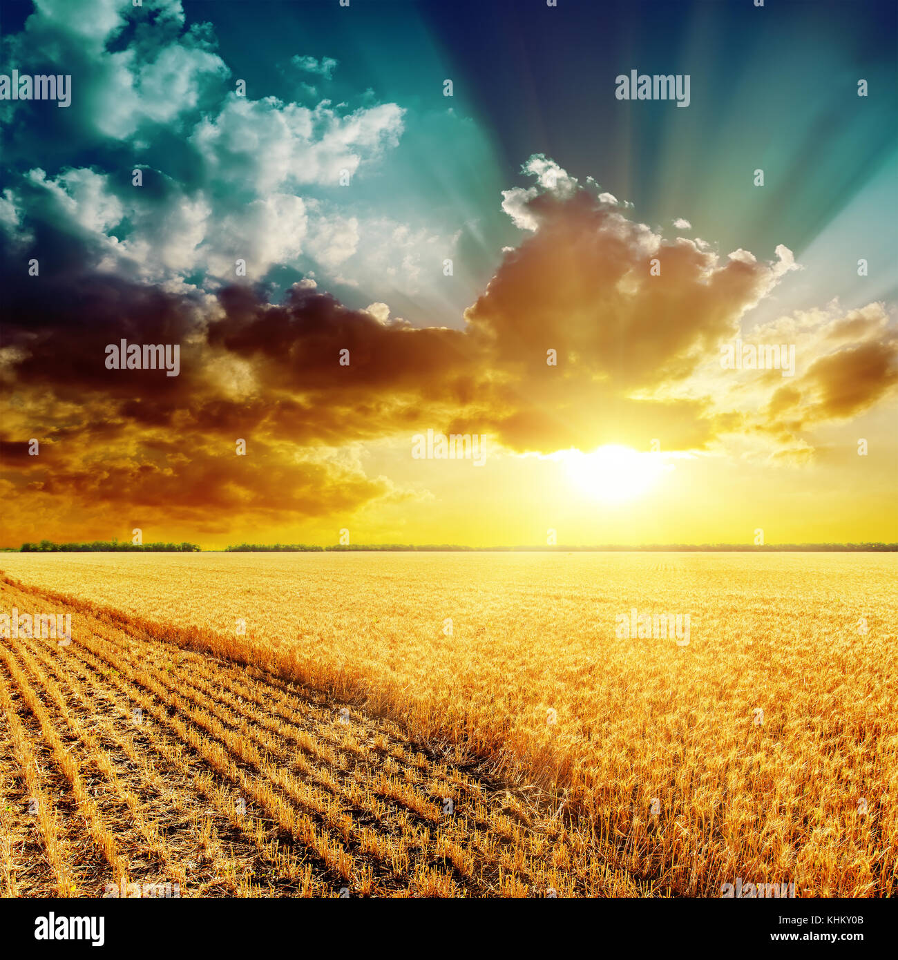 golden harvesting field and beautiful sunset over it Stock Photo - Alamy