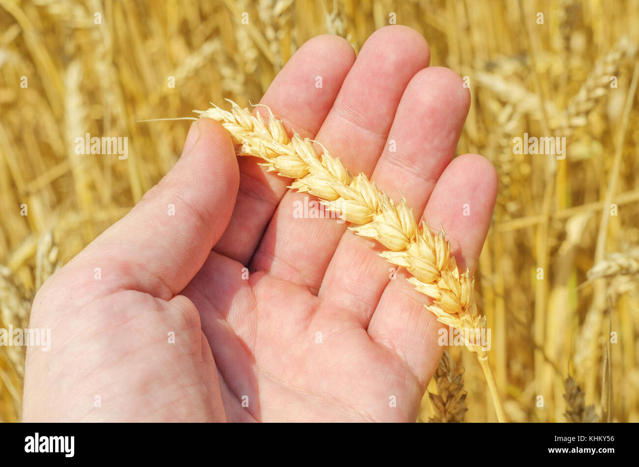 golden harvest in farmers hand over field Stock Photo - Alamy