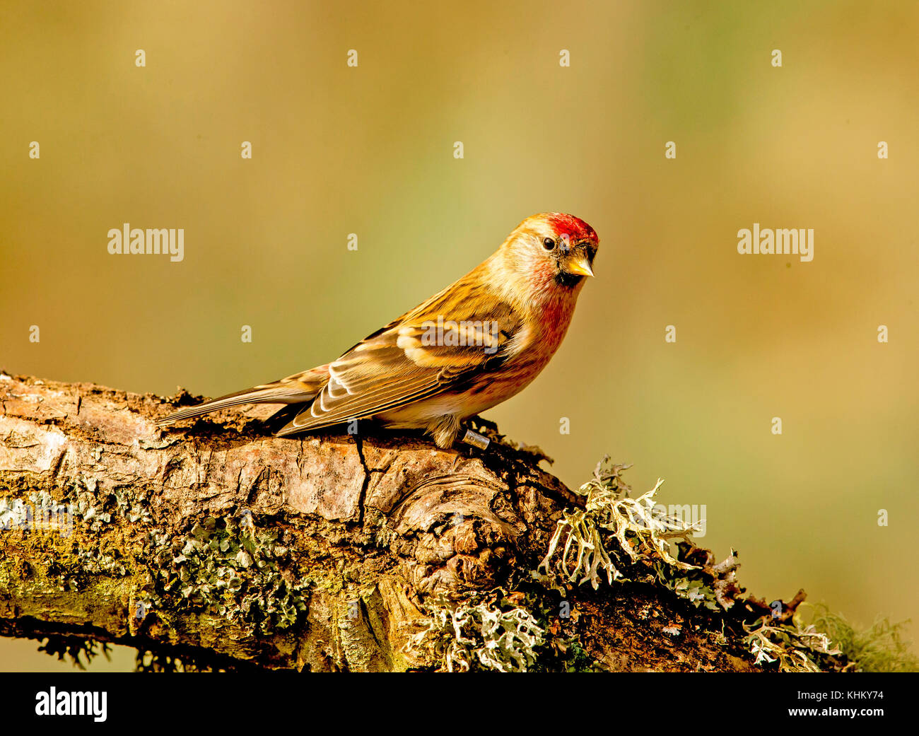 Common Redpoll in breeding plumage perching on branches Stock Photo - Alamy