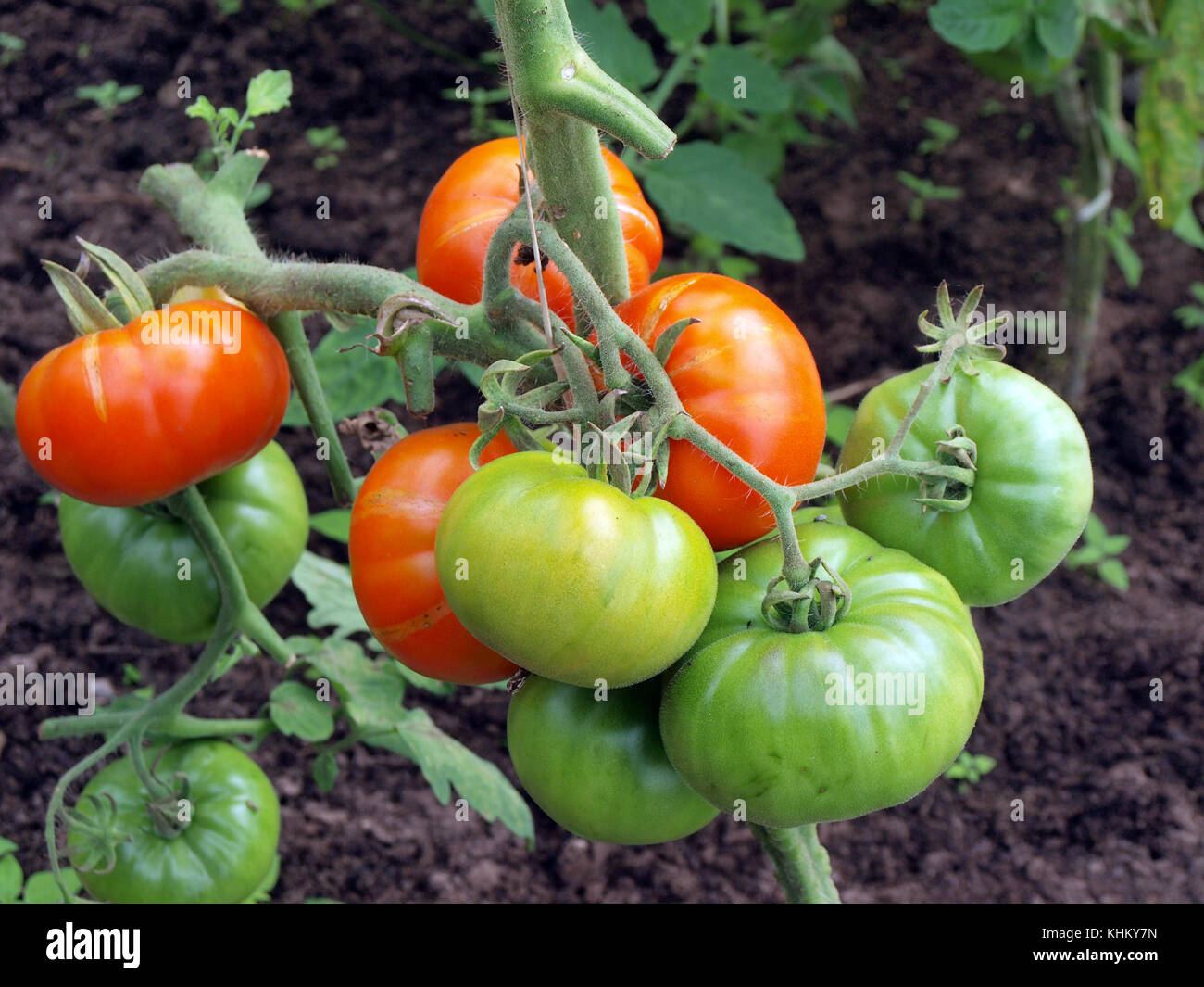 First tomato ripe and unripe grow in greenhouse close up Stock Photo ...
