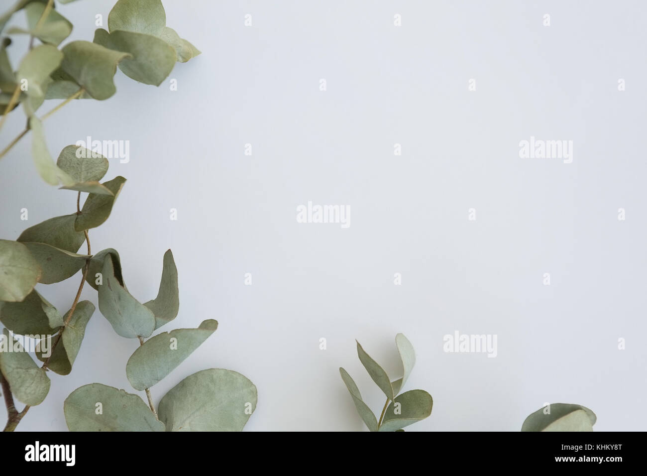 Dry leaves on white background Stock Photo - Alamy