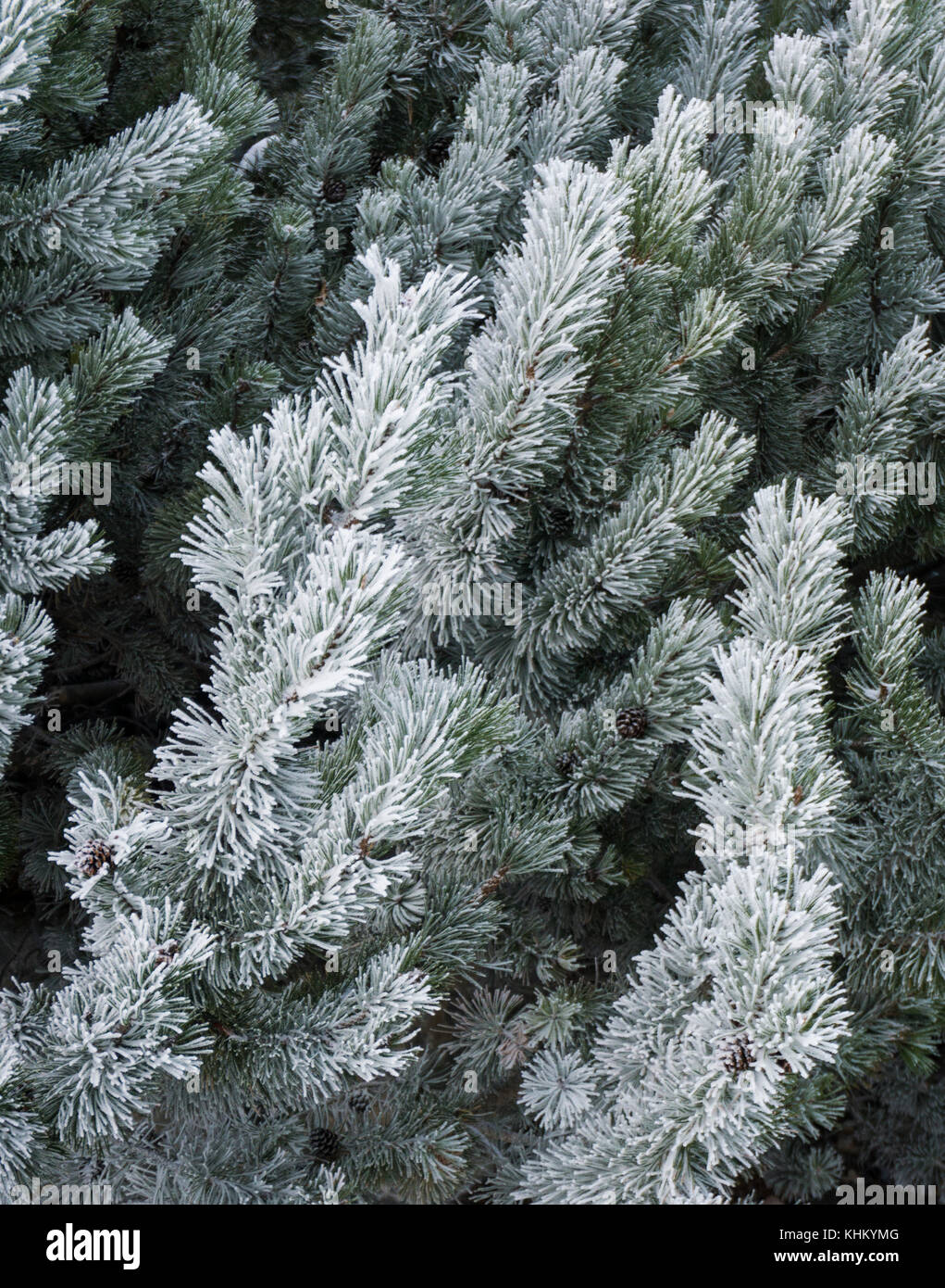 Frost Pine bushes Stock Photo - Alamy