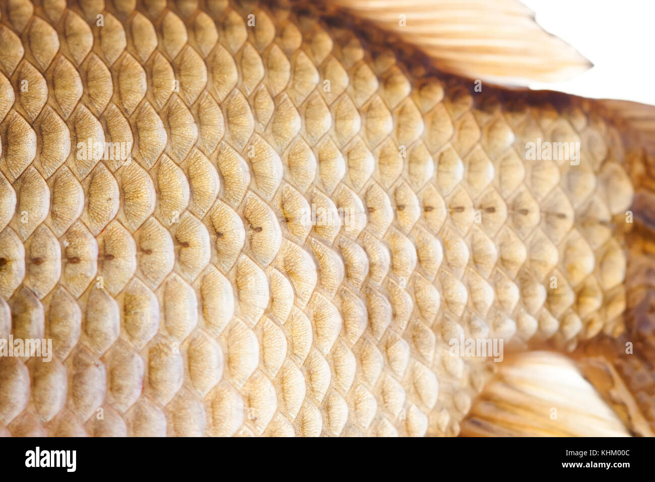 Fishing flakes hi-res stock photography and images - Alamy
