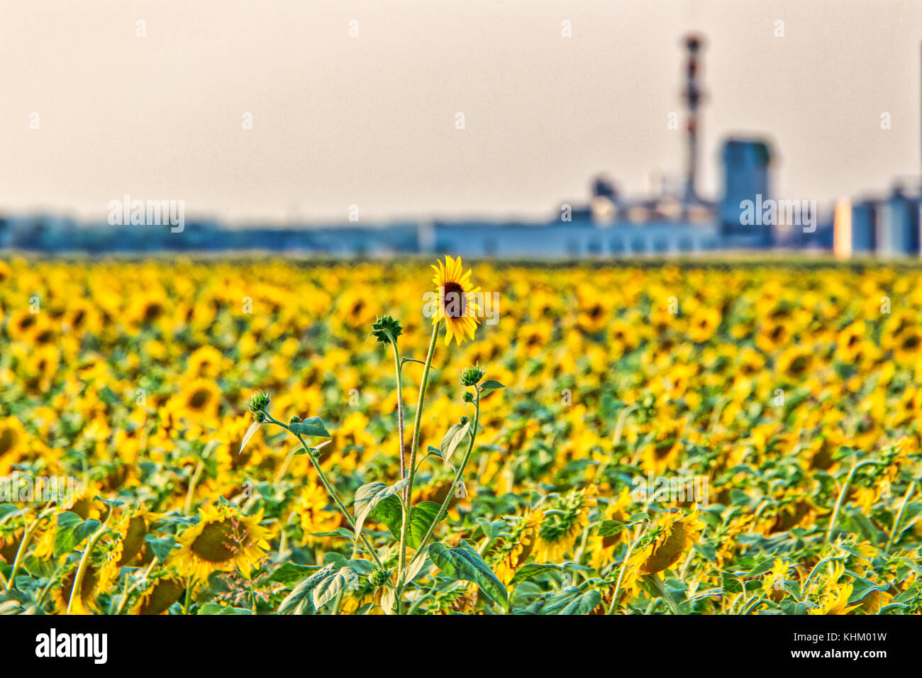 sunflower stands alone on the whole field of flowers, one in a thousand ...