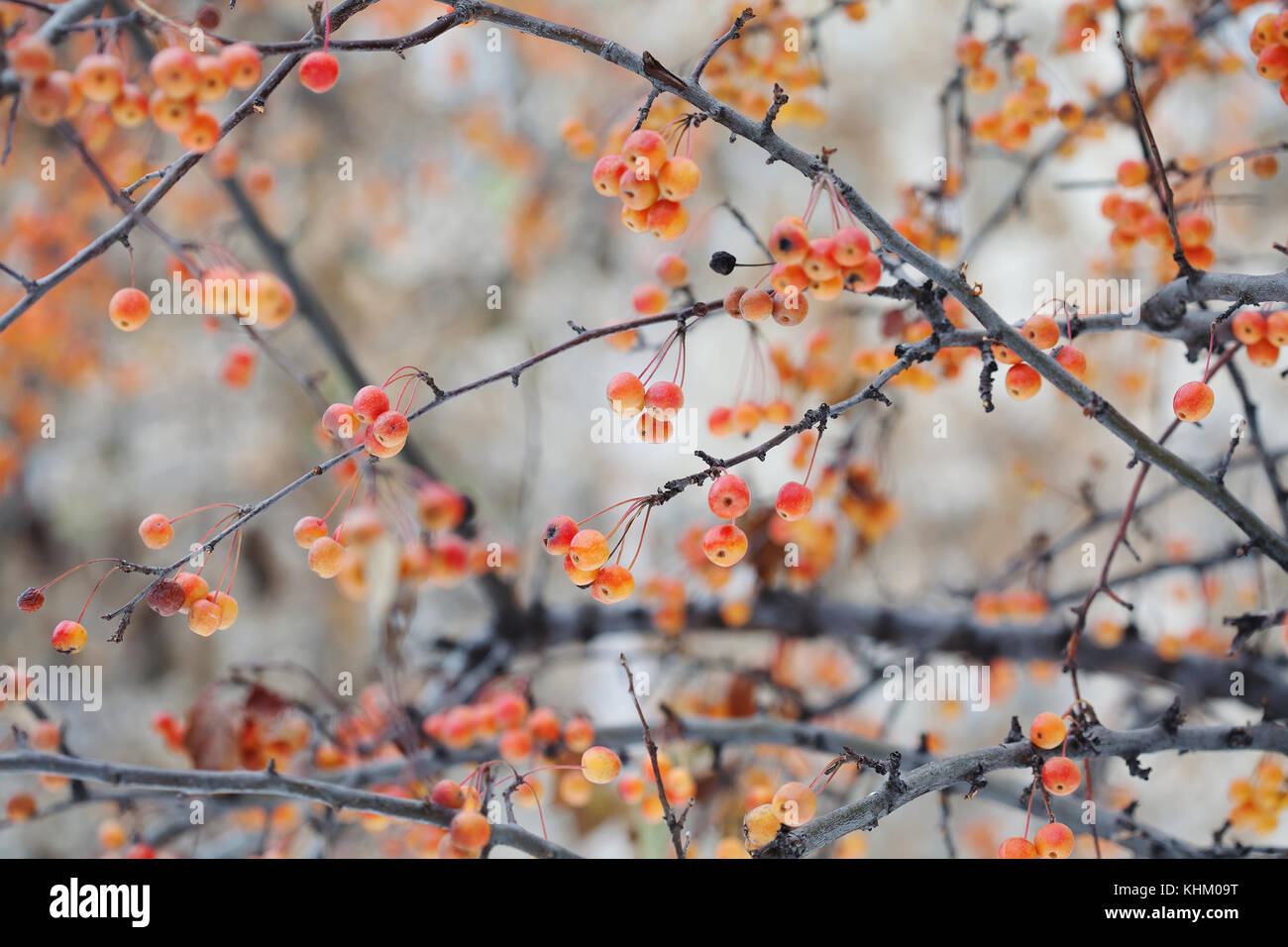 Chinese apple tree hi-res stock photography and images - Alamy