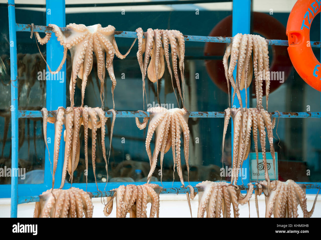 Fresh octopus hung for drying, Argolis, Peloponnese, Greece Stock Photo ...