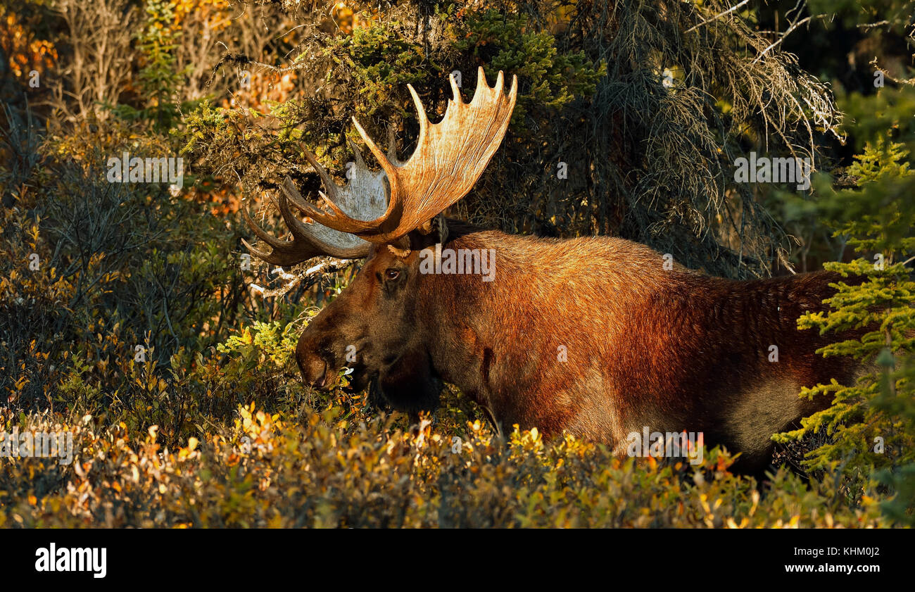 Elk (Alces alces), bull with magnificent antlers in the forest, side ...