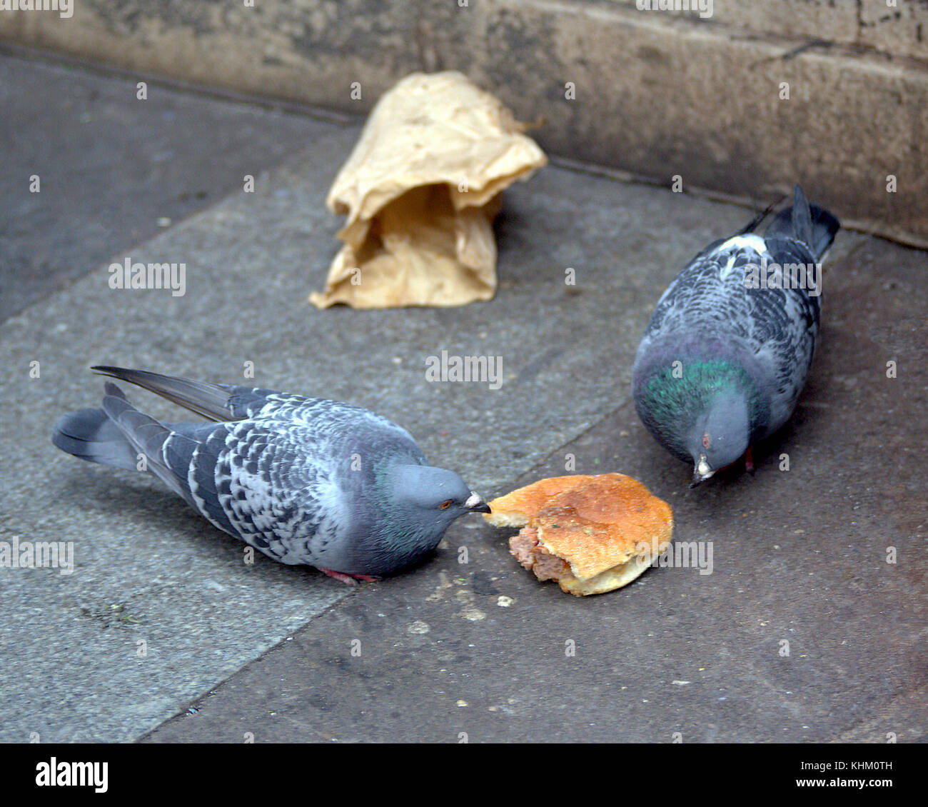 All type of birds hi-res stock photography and images - Alamy