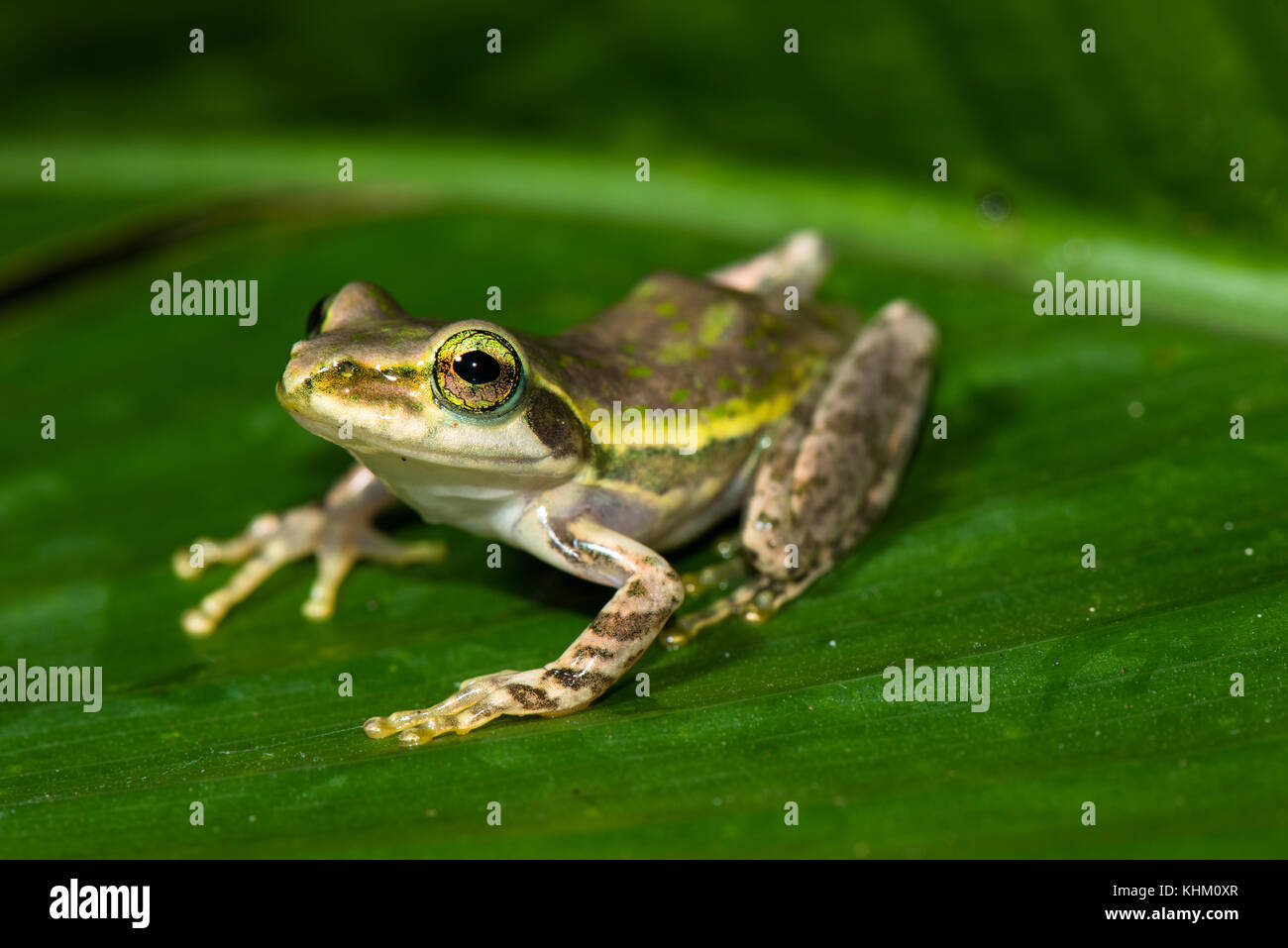 One frog hi-res stock photography and images - Alamy