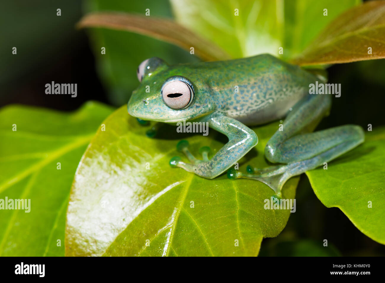 Elena's Madagascar rudder frog on one leaf, leaf frog (Boophis elenae ...