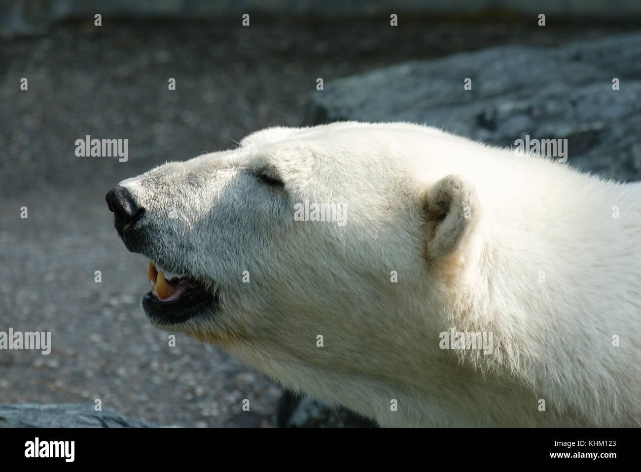 Polar bear (Ursus maritimus) with white skin showing his teeth Stock ...