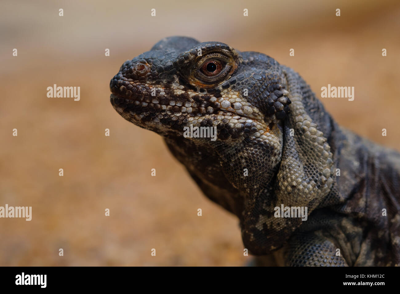 Lizard iguan chuckwalla (Sauromalus obesus) as animal portrait Stock ...