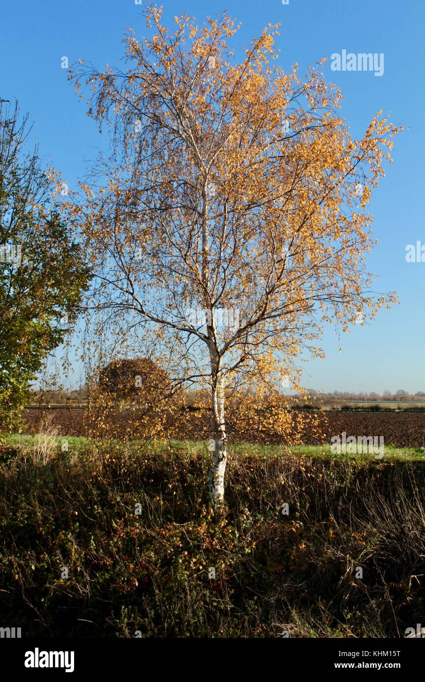 Single silver birch in Autumn sunshine with leaves catching the sun ...