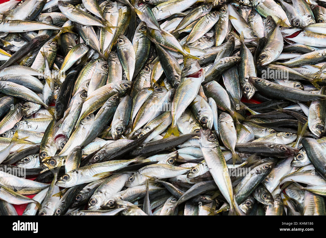 Background of fresh small sea fish shot close-up Stock Photo - Alamy