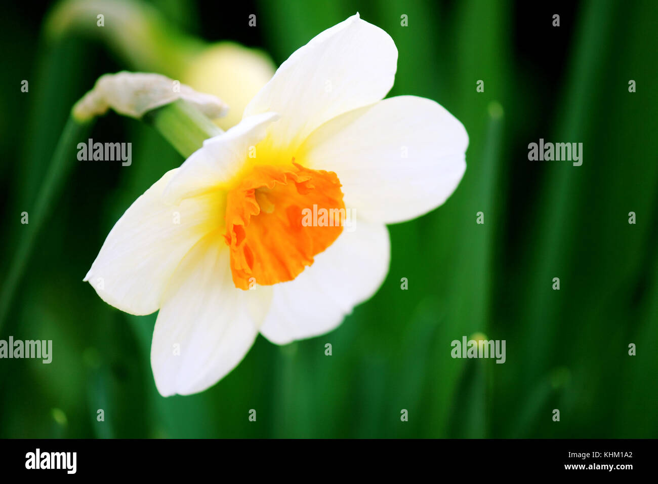 Colors of the nature Stock Photo - Alamy