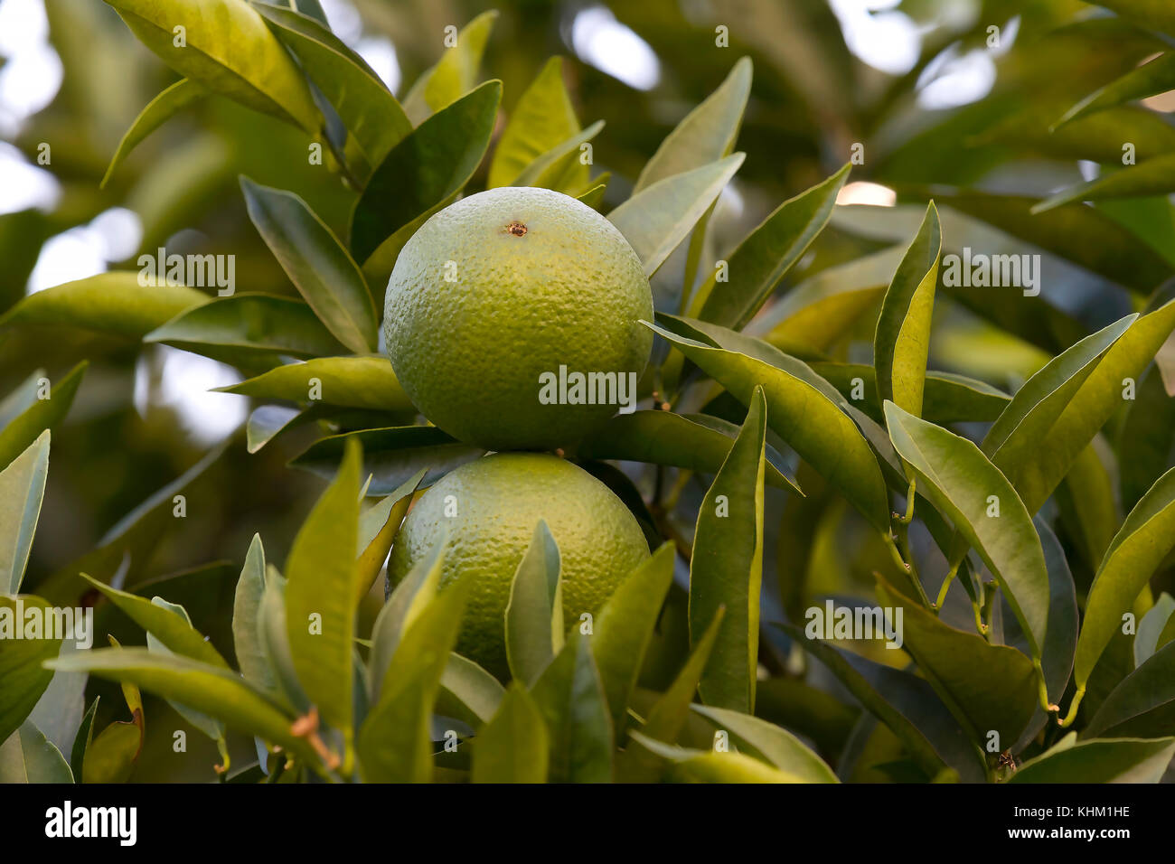 Orange tree with fruits ripen in the garden Stock Photo - Alamy