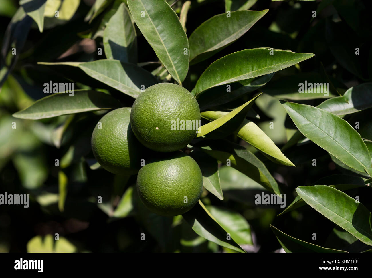 Orange tree with fruits ripen in the garden Stock Photo - Alamy
