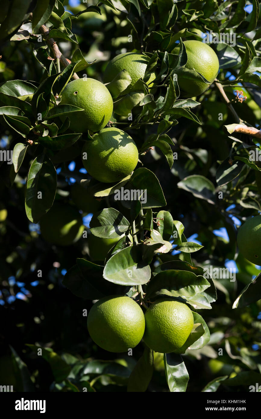 Orange tree with fruits ripen in the garden Stock Photo - Alamy