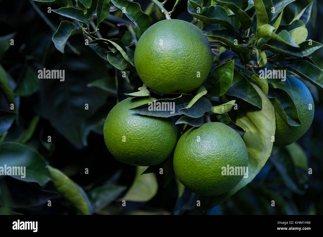 Orange tree with fruits ripen in the garden Stock Photo - Alamy