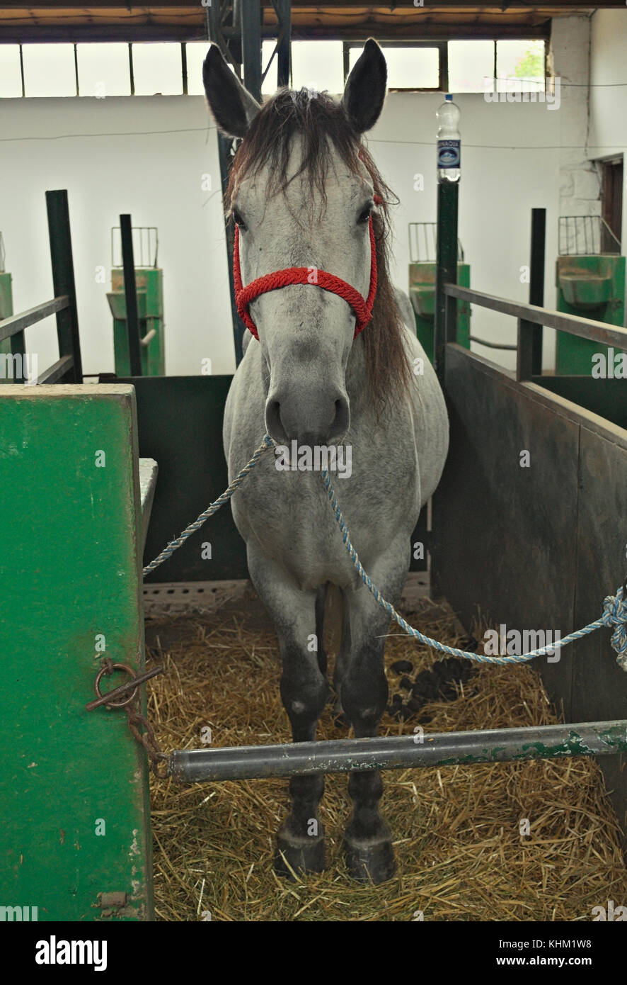 Grey horse in stable from front Stock Photo - Alamy