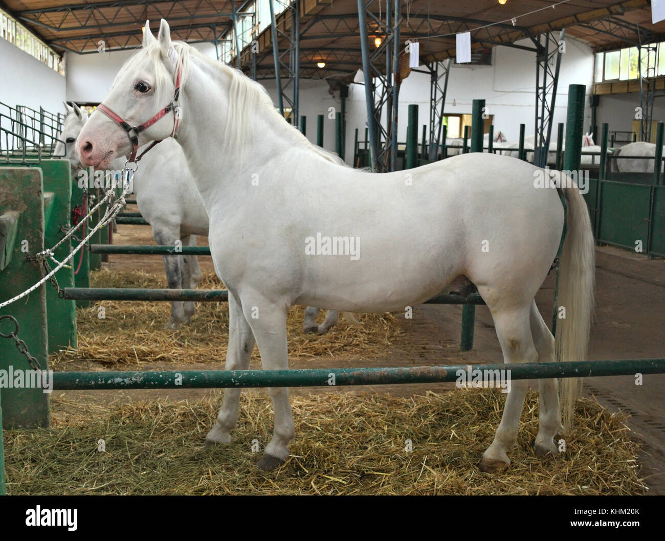 Beautiful Horse Stalls