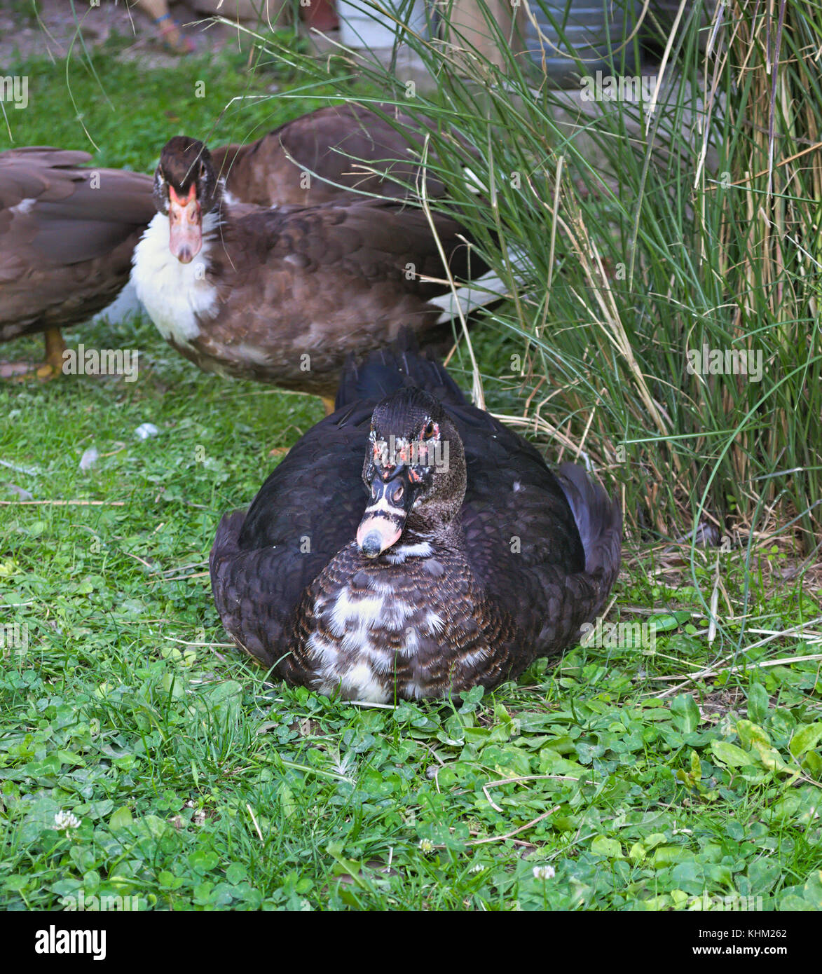 Male duck sitting on grass, and female behind him Stock Photo - Alamy