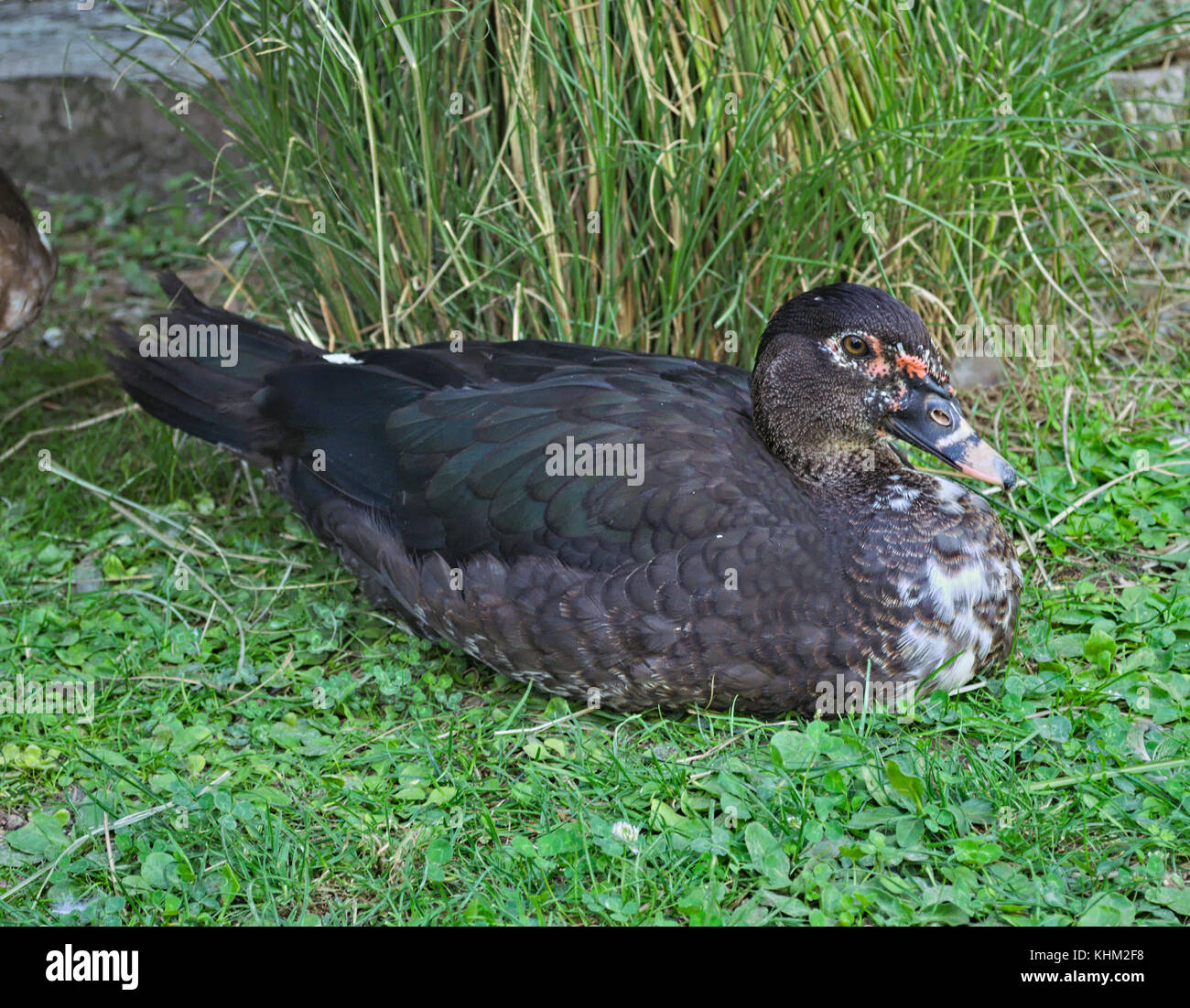 Domestic male duck sitting on grass Stock Photo - Alamy