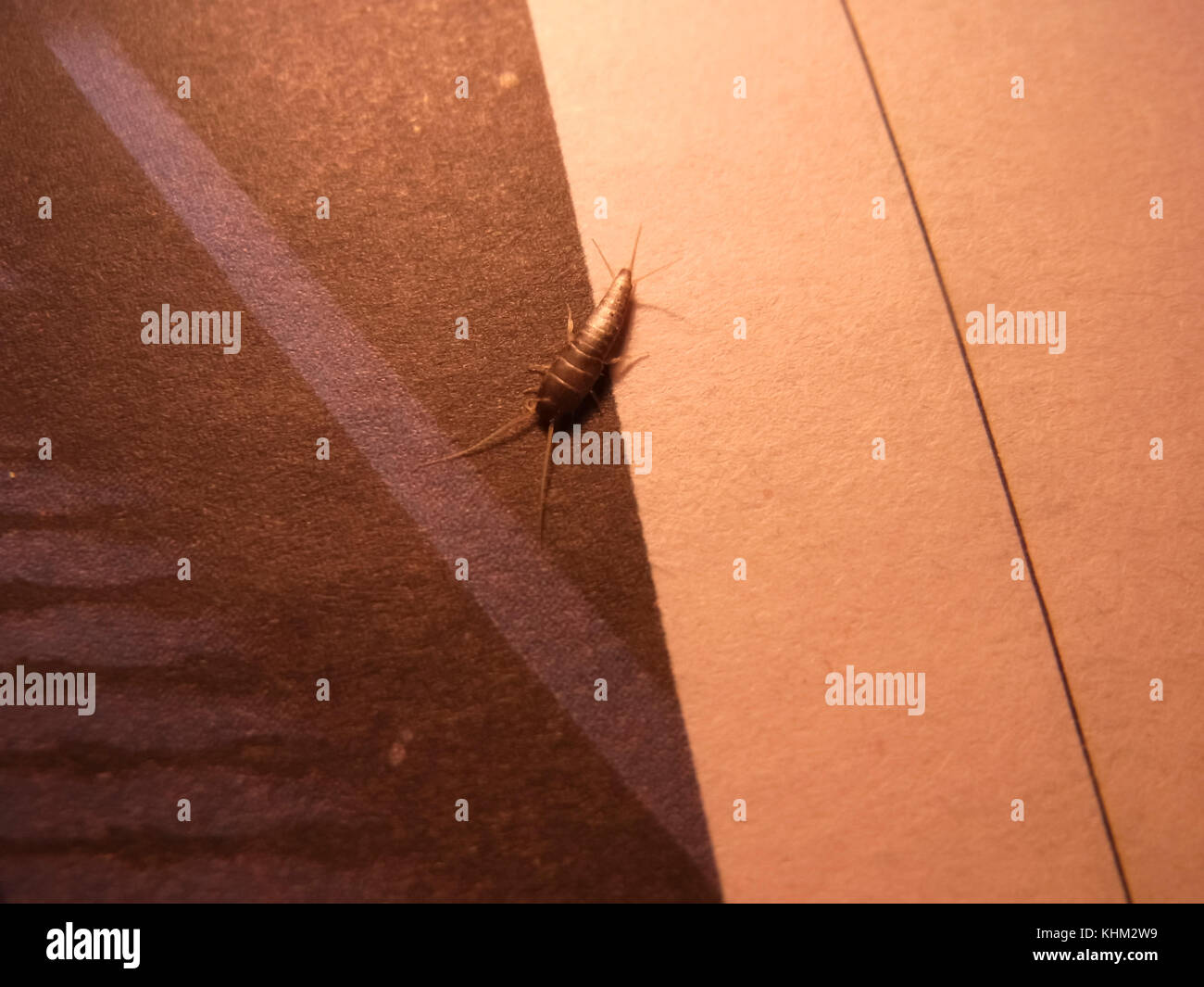 silverfish. Insect Lepisma saccharina, Thermobia domestica in normal ...