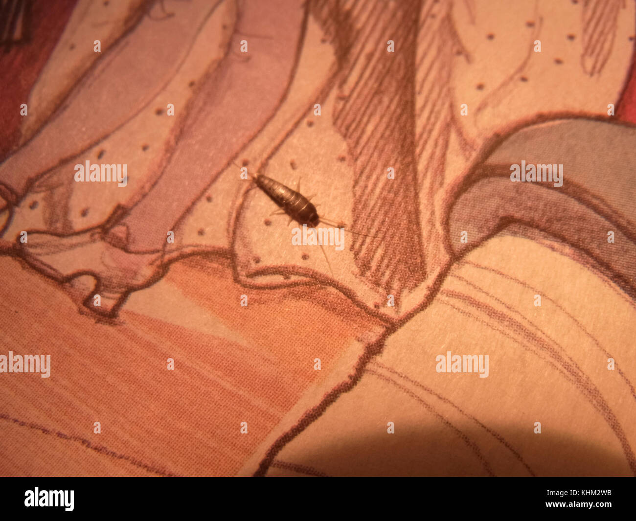 Silverfish paper damage hi-res stock photography and images - Alamy
